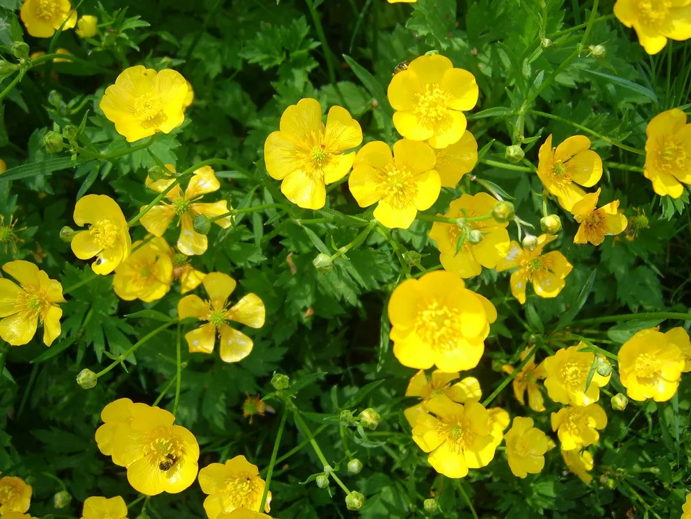 영화보다 잠든 이들에게, 개구리와 봄꽃