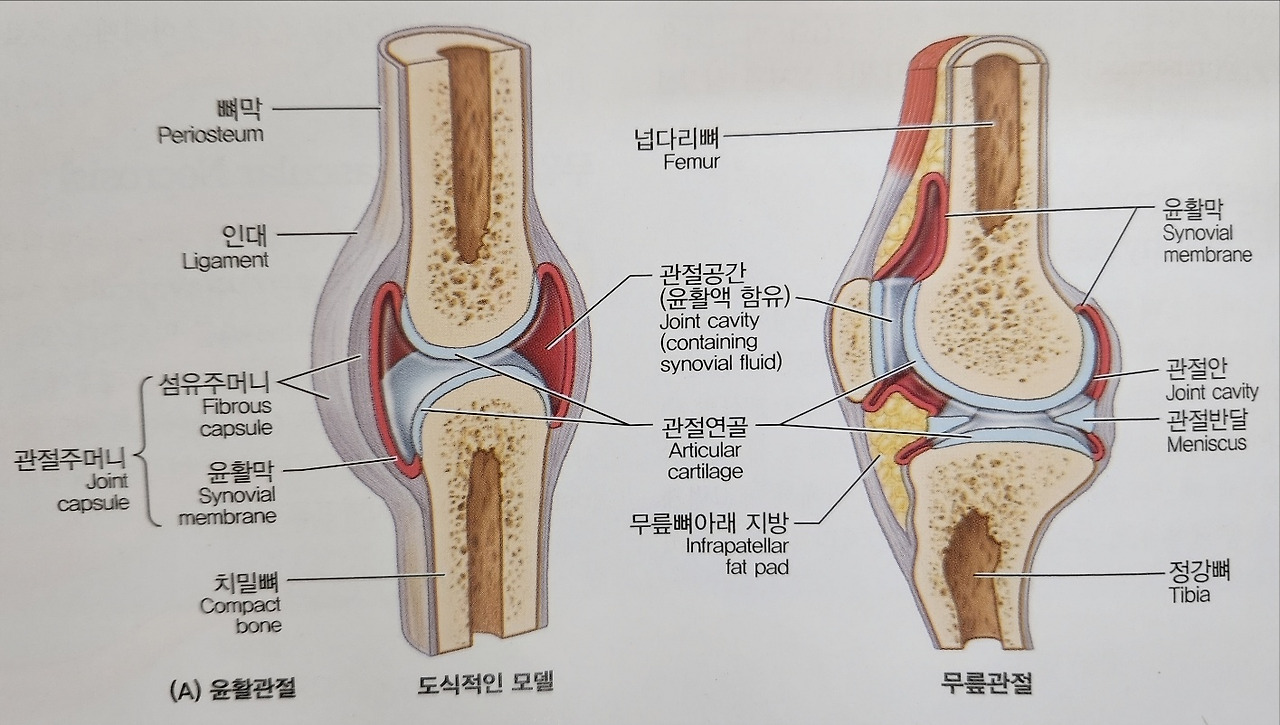 6 뼈와 뼈의 연결고리 관절과 인대