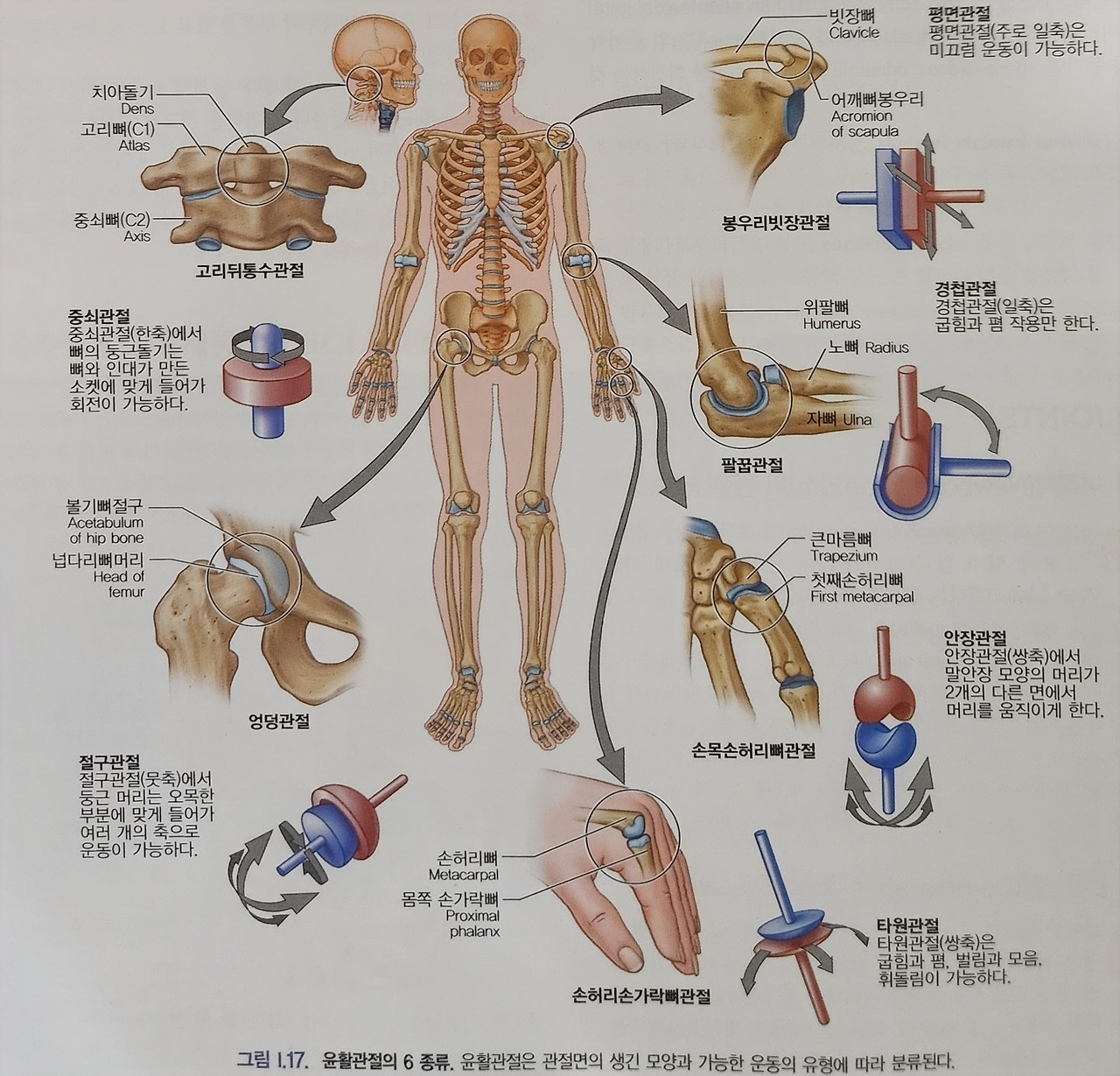 6 뼈와 뼈의 연결고리 관절과 인대