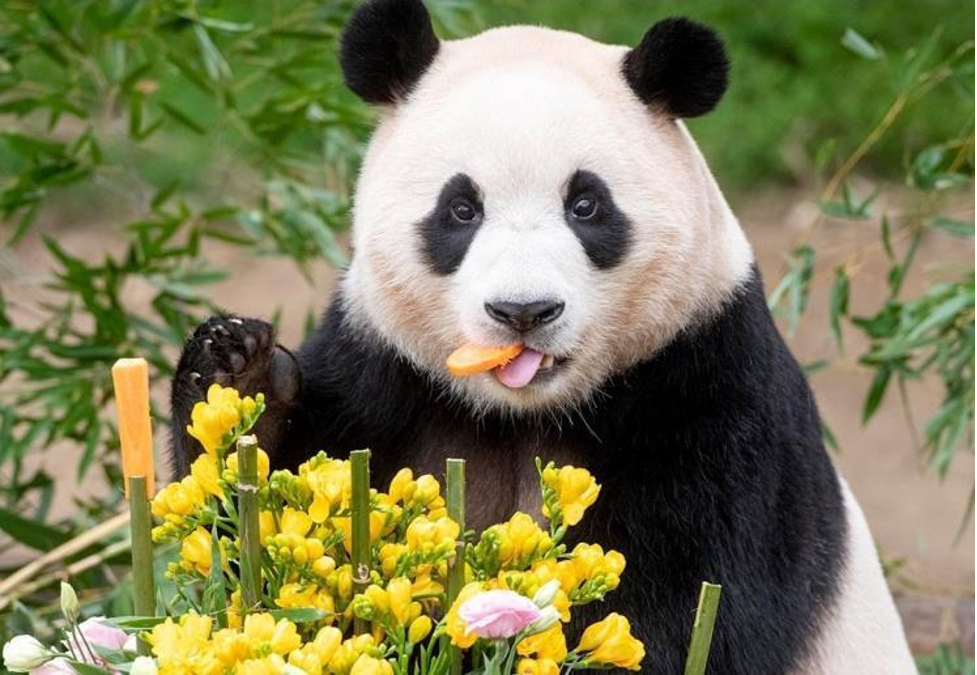 중국의 판다 외교