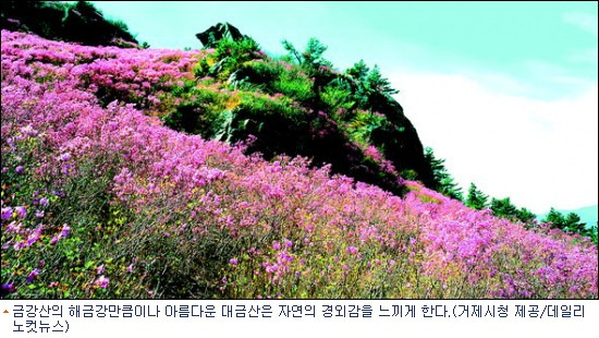 거제도 빨간 동백·노란 유채·파란 바다 그리고 바람