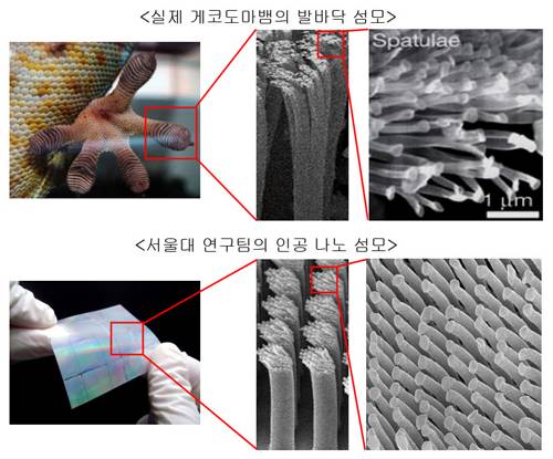 도마뱀붙이 발바닥 원리 이용한 신개념 접착제 개발