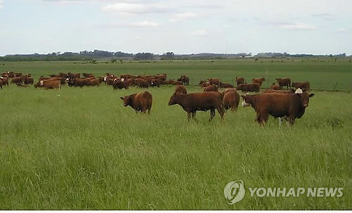 아르헨티나 팜파스 평원