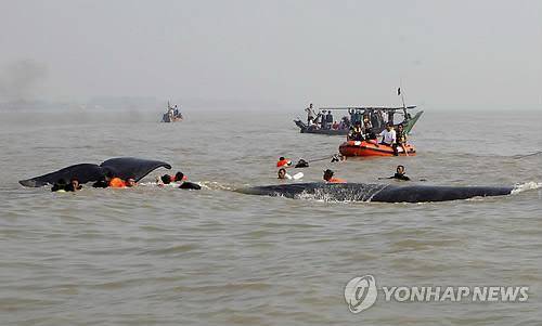 印尼 해변에 밀려온 향유고래 구조 직후 숨져