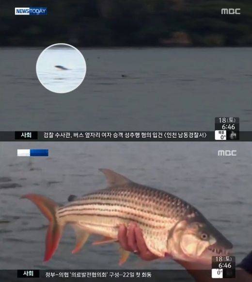 새 잡아먹는 물고기 포착 날고 있는 새를 덥석 먹이사슬 역전