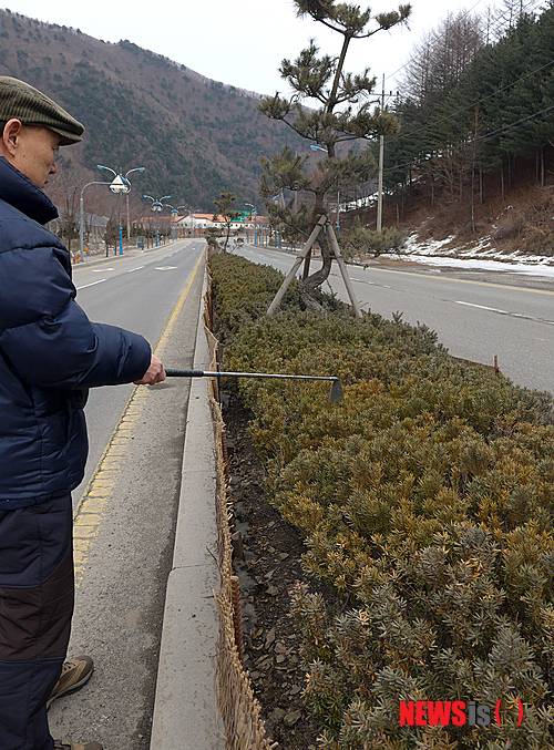 염화칼슘 과다사용으로 가로수도 피해