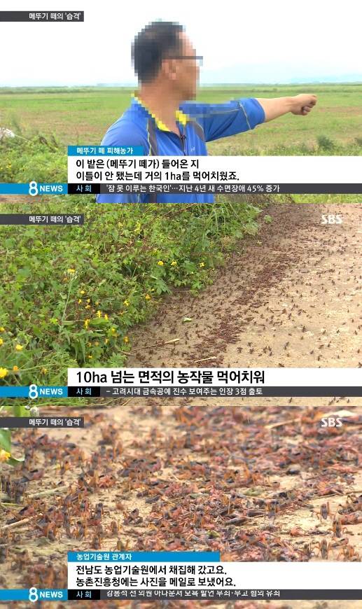 해남 메뚜기떼 습격 현장보니 수십억마리 끔찍일대가 쑥대밭