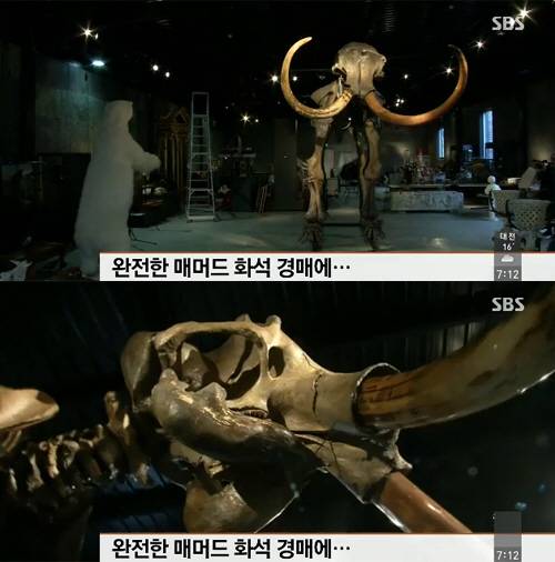 30만 달러 매머드 화석 무게만 6톤경매시장에 나온 것 이례적