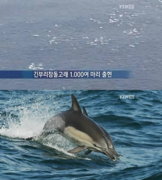 돌고래 장례문화 대서양알락돌고래는 조금 다르다