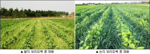 콩과 보리 함께 재배하면 잡초 발생 줄인다