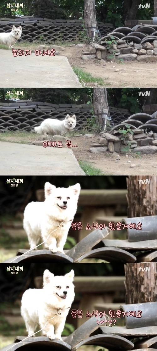 삼시세끼 밍키 곧 좋은 소식 있을 거예요혹시 임신