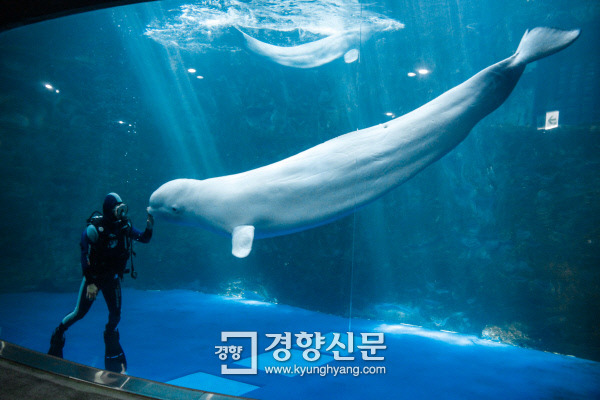 한화 아쿠아플라넷 여수 벨루가 얼마나 자랐을까 이벤트