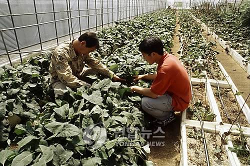 명품 산채 육성강원농업기술원 산채연구소 개소