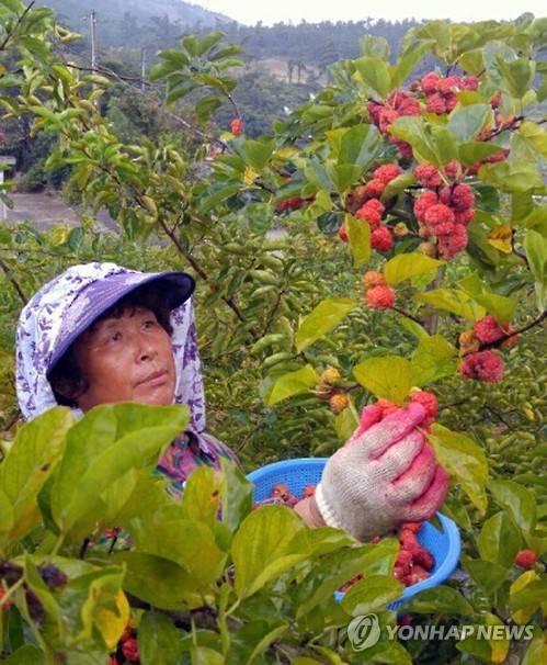탐스런 꾸지뽕 수확하는 아낙
