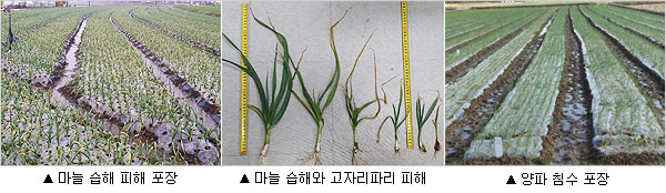 월동작물 마늘·양파 생육 관리 철저히