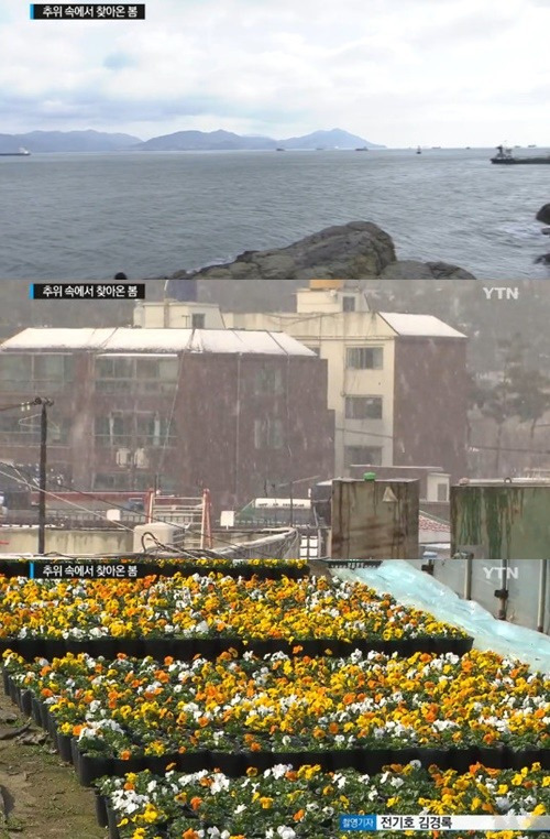 꽃샘추위 원인꽃을 시샘한 시베리아 기단의 강화 현상