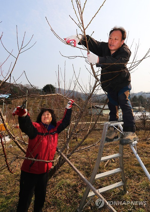 봄맞아 분주해진 농촌복숭아 가지치기 한창