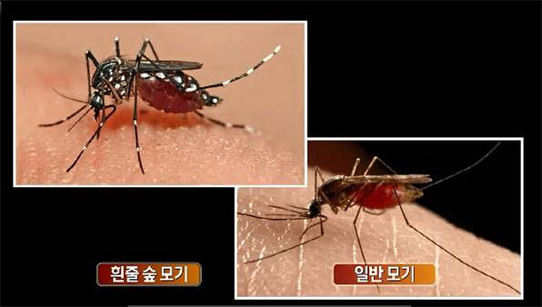 흰줄숲모기는 아디다스 모기