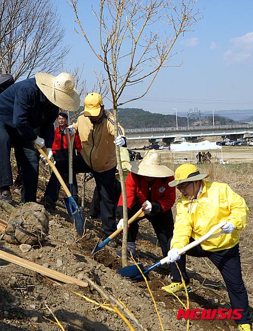 황룡강 변에 황금회화 나무 식재