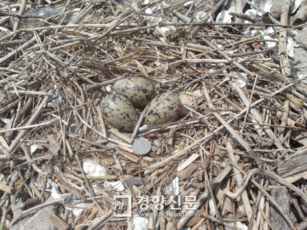 순천만에 첫 여름철새 검은머리물떼새무리지어 번식 활동