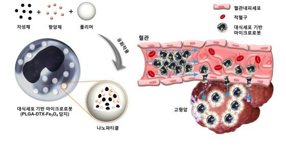 면역세포 기반 암 치료용 마이크로 로봇 세계 첫 개발