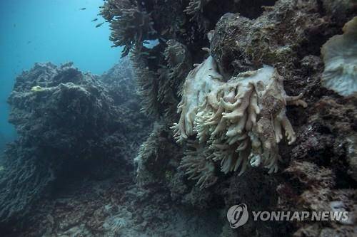 전례없는 지구온난화에 몰디브 산호 60 죽어간다
