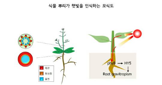 흙속 뿌리도 햇빛에 생물학적 반응 입증