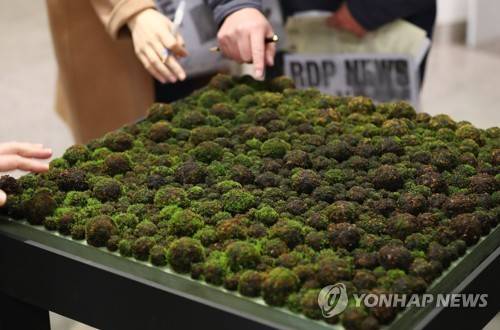 땅굴에서 가져온 이끼로 만든 작품