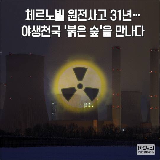 카드뉴스 체르노빌 원전사고 31년 야생천국 붉은 숲을 만나다