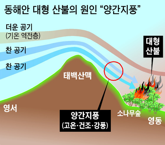 동해안 대형 산불 원인은 기상이변에 강풍 그리고 소나무