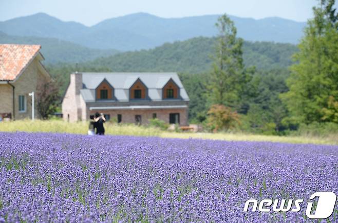 화보 향기로운 라벤더와 추억을하늬팜 라벤더 축제