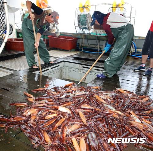 동해안 대표 어종 오징어 충남 태안서 조업 시작