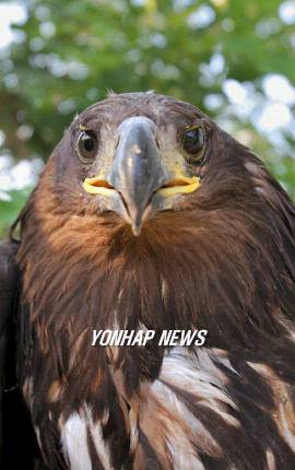 MIDEST ISRAEL LEBANON EAGLES