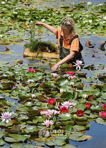GERMANY WATER LILY HARVEST
