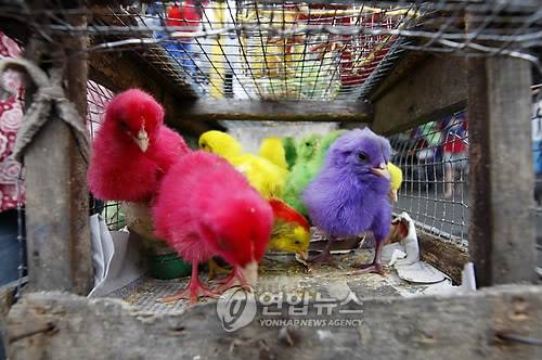 PHILIPPINES COLORED CHICKS