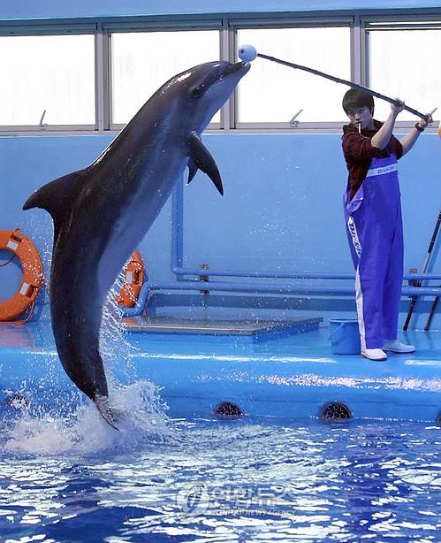 울산 돌고래 조련 2개월에 점프하고 악수한다