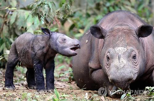 INDONESIA RHINOCEROS BIRTH