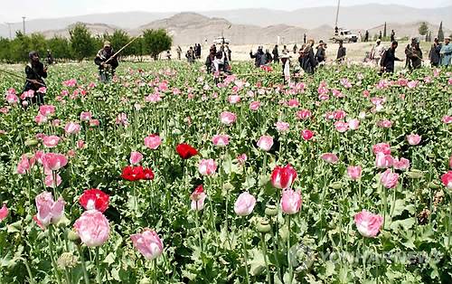 PAKISTAN POPPY DESTRUCTION