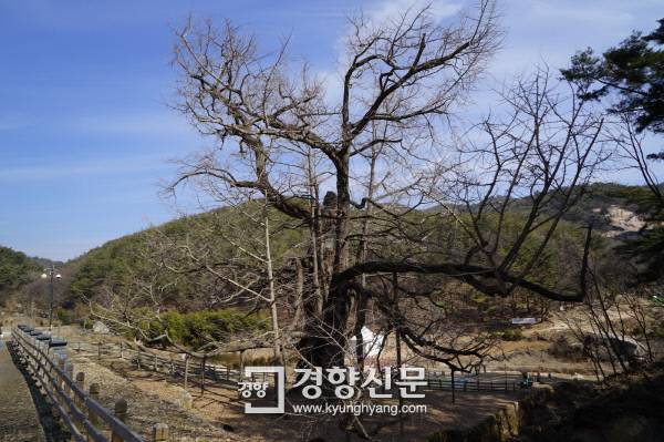 1000년된 충북 영동 영국사 은행나무 유전자 보존된다