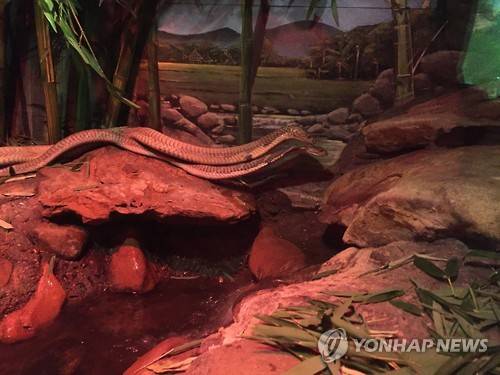 AUSTRALIA ANIMALS KING COBRAS