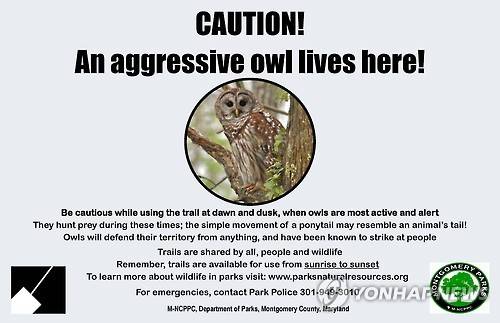Aggressive Owl