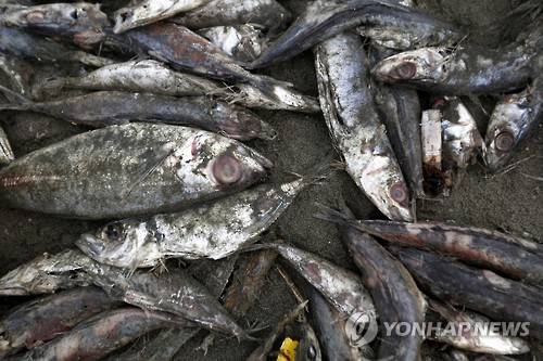 INDONESIA ACEH DUMP FISH