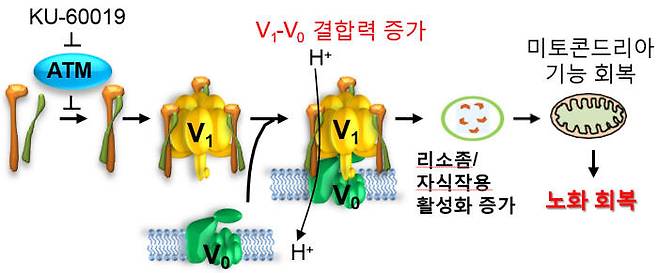 [과학 핫이슈]영원한 젊음 가능할까