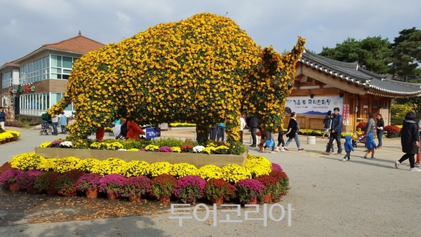 월출산 국화축제 첫 주말 관광객 북적북적 역대 최다 16만여명 방문