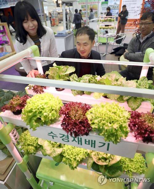 수경재배채소 키우세요