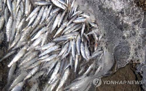 폐기물 처리업체서 나온 독극물 하천에 유입물고기 떼죽음
