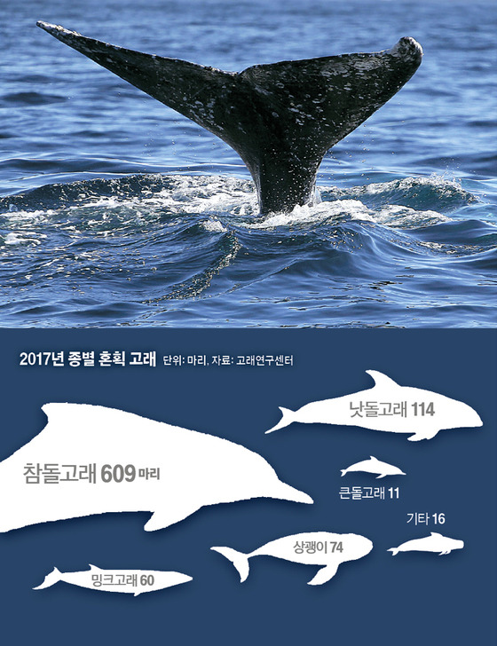 아직도 수족관에 고래 가둔 한국 인도·영국·브라질은 전시 금지