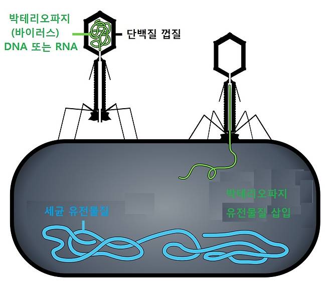 정보 박테리오파지 항생제 내성균 잡는 마법의 탄환 네이버 블로그