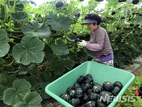 달콤한 여름의 맛 해남 미니밤호박 본격 출하