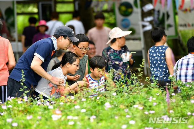 야생화와 함께 떠나는 힐링여행 고한 함백산 야생화 축제 28일 개막
